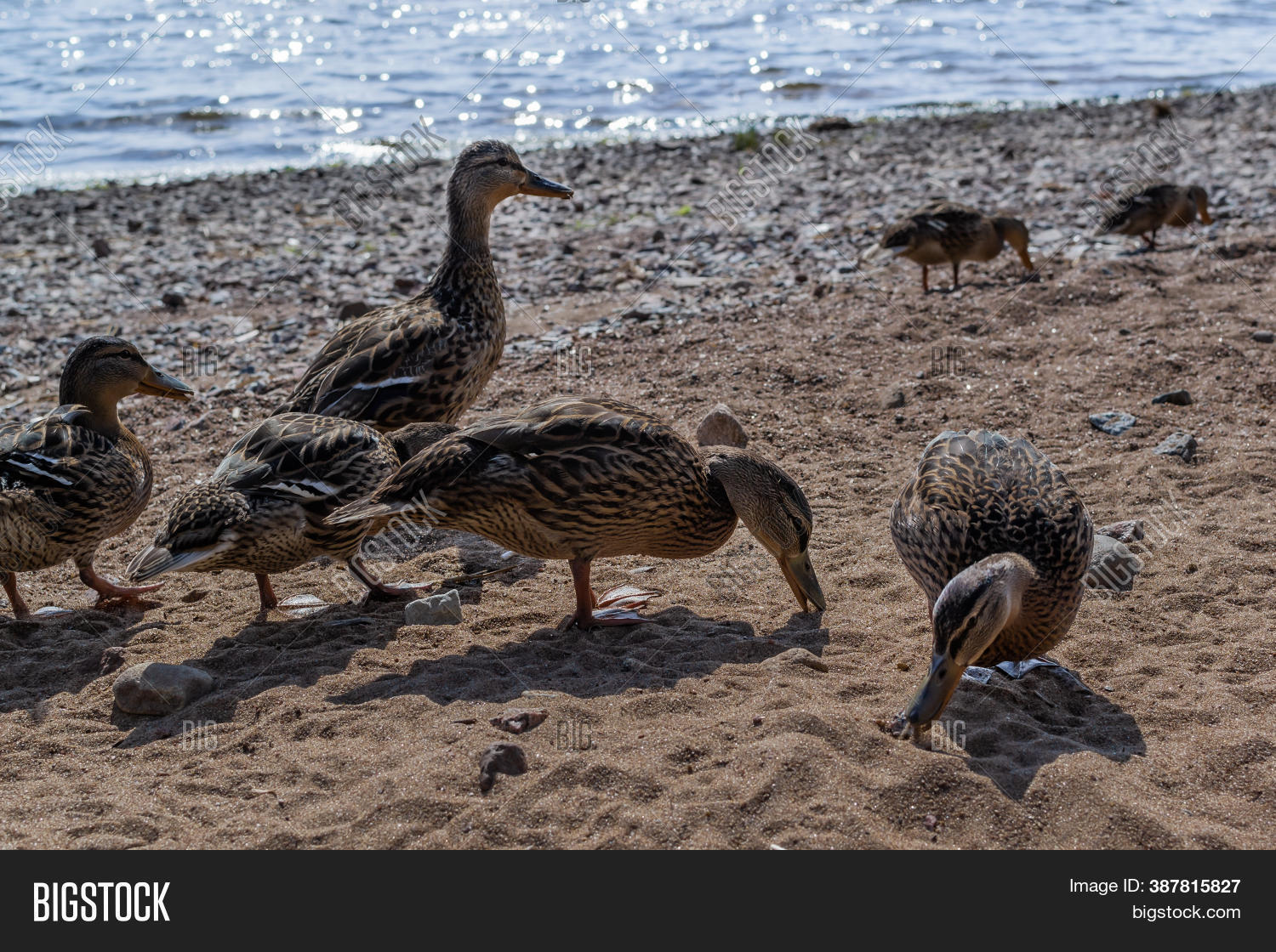 Beautiful Group Birds Image & Photo (Free Trial) | Bigstock
