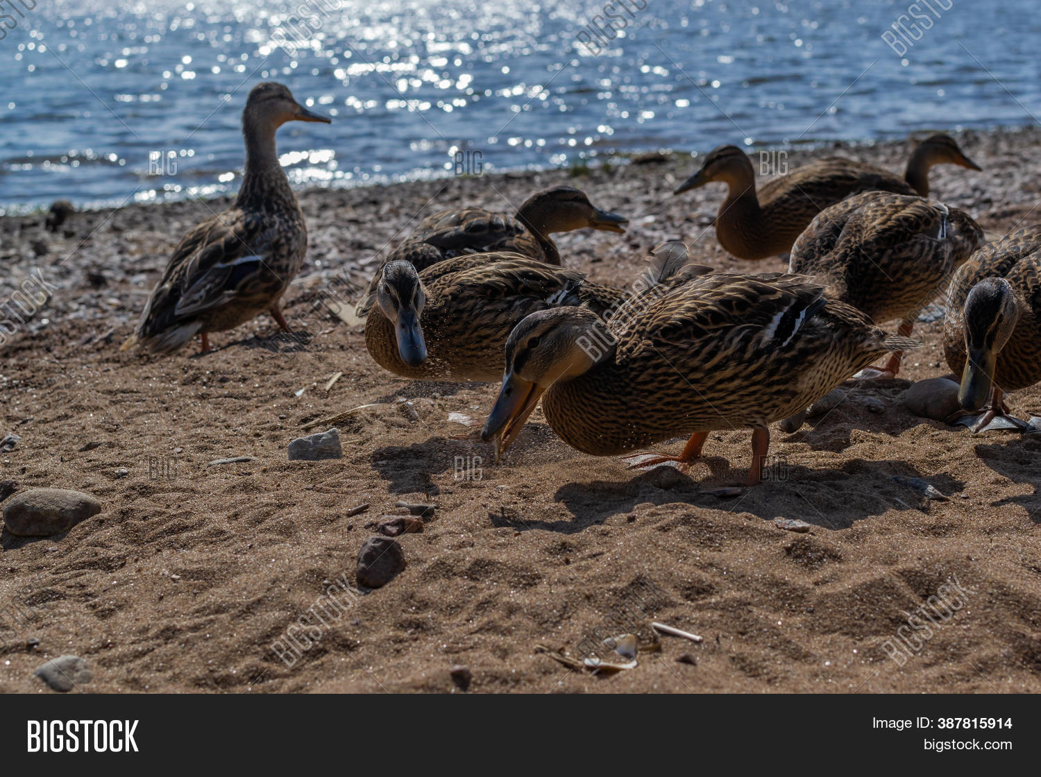 Few Ducks Walk Group Image & Photo (Free Trial) | Bigstock