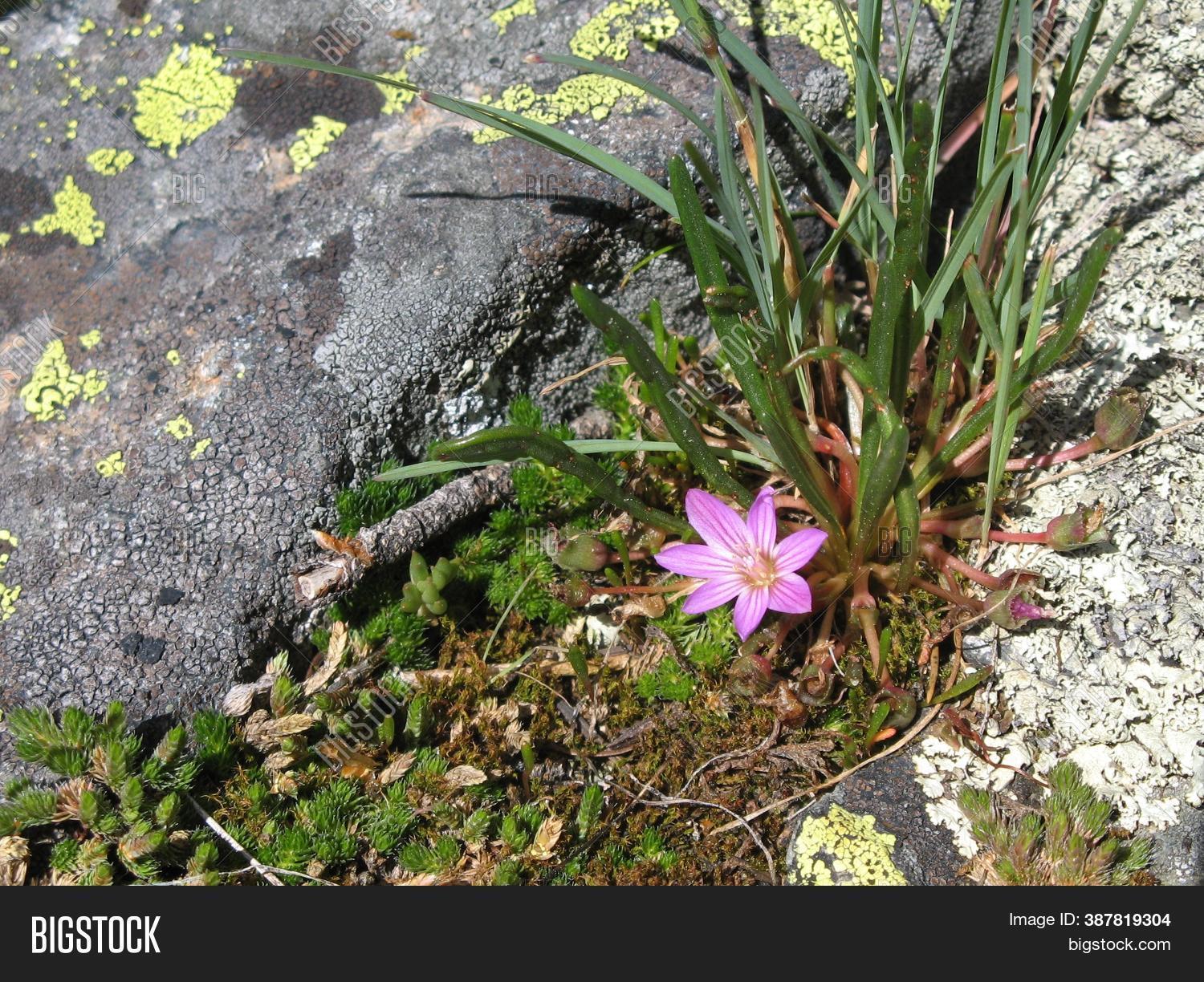 Pygmy Bitterroot ( Image & Photo (Free Trial) | Bigstock