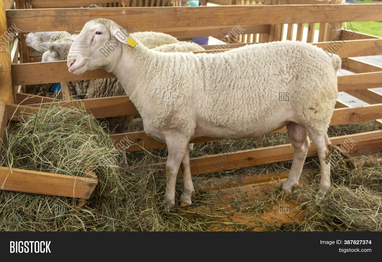 Light Adult Ram Image & Photo (Free Trial) | Bigstock