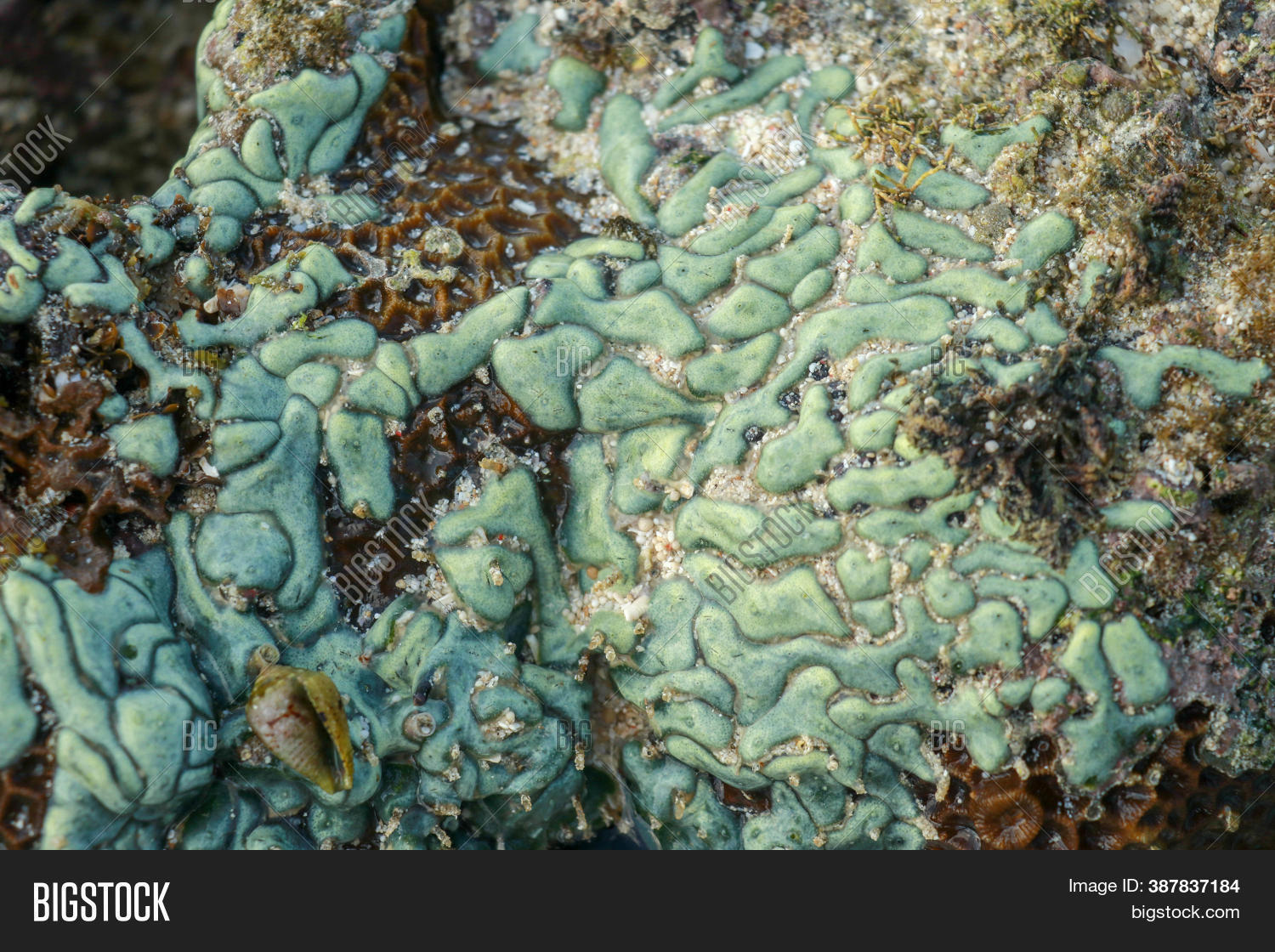 View Coral Reef Low Image & Photo (Free Trial) | Bigstock