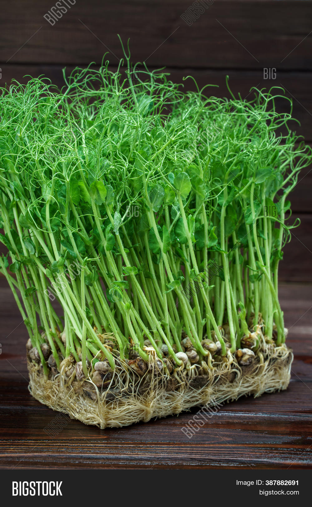 Microgreen Pea Sprouts Image & Photo (Free Trial) | Bigstock