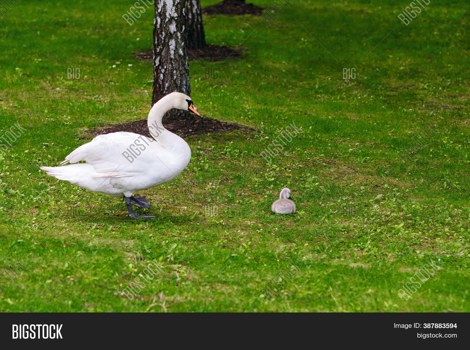 Swan Small Swan Walk Image & Photo (Free Trial) | Bigstock