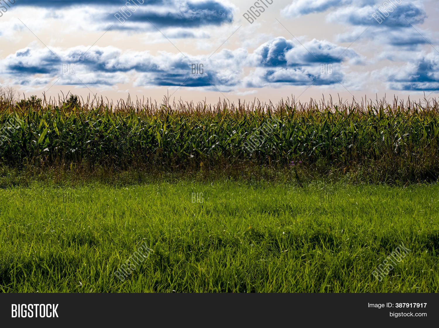 Cornfield Tall Stalks Image & Photo (Free Trial) | Bigstock