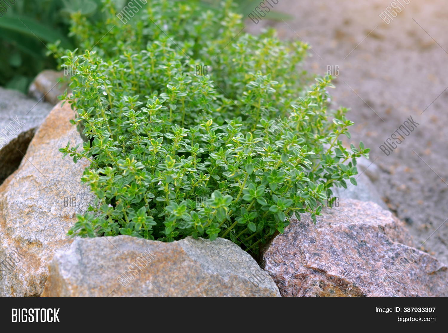 Lemon Thyme Citrus Image & Photo (Free Trial) | Bigstock