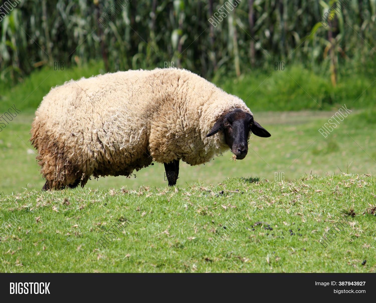 Domestic Sheep Growing Image & Photo (Free Trial) | Bigstock
