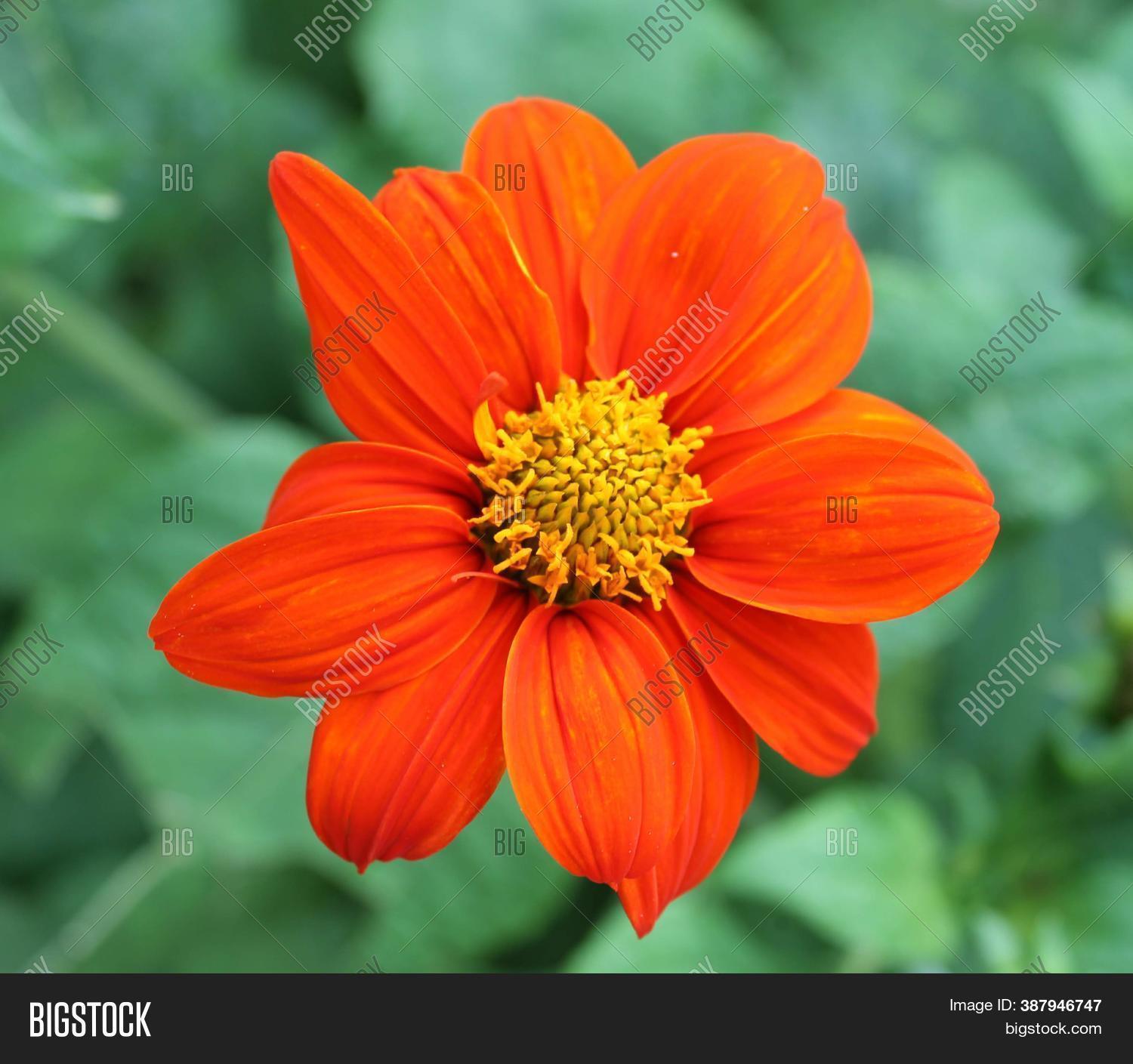 Orange Flower Morning Image & Photo (Free Trial) | Bigstock