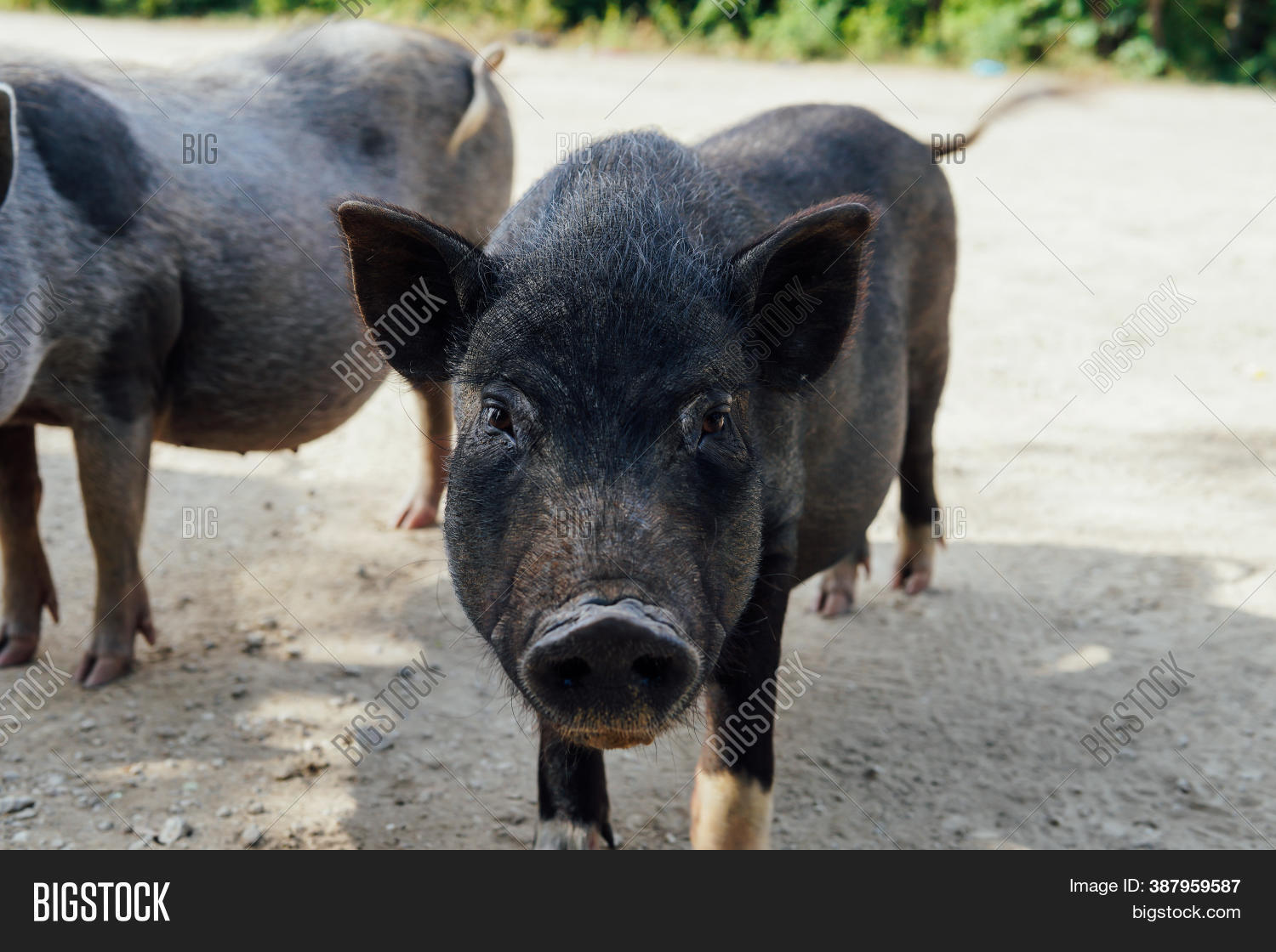 Young Wild Boar Pig Image & Photo (Free Trial) | Bigstock