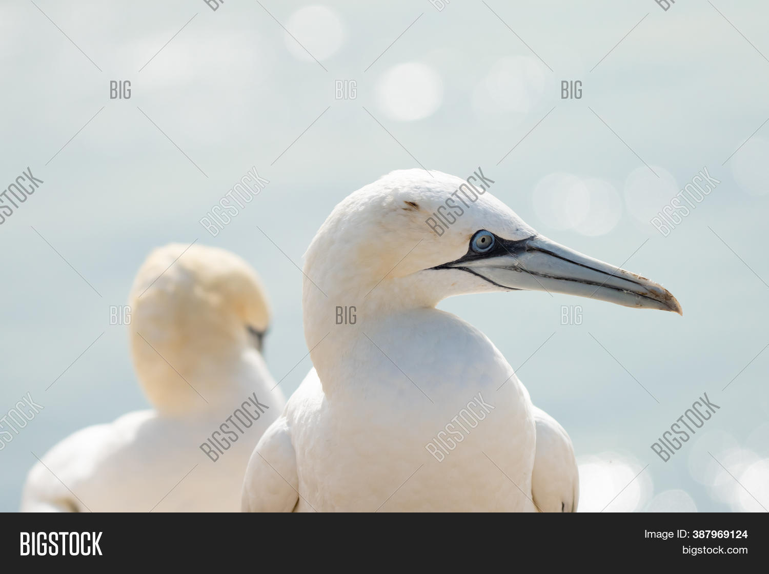 Portrait Pair Northern Image & Photo (Free Trial) | Bigstock