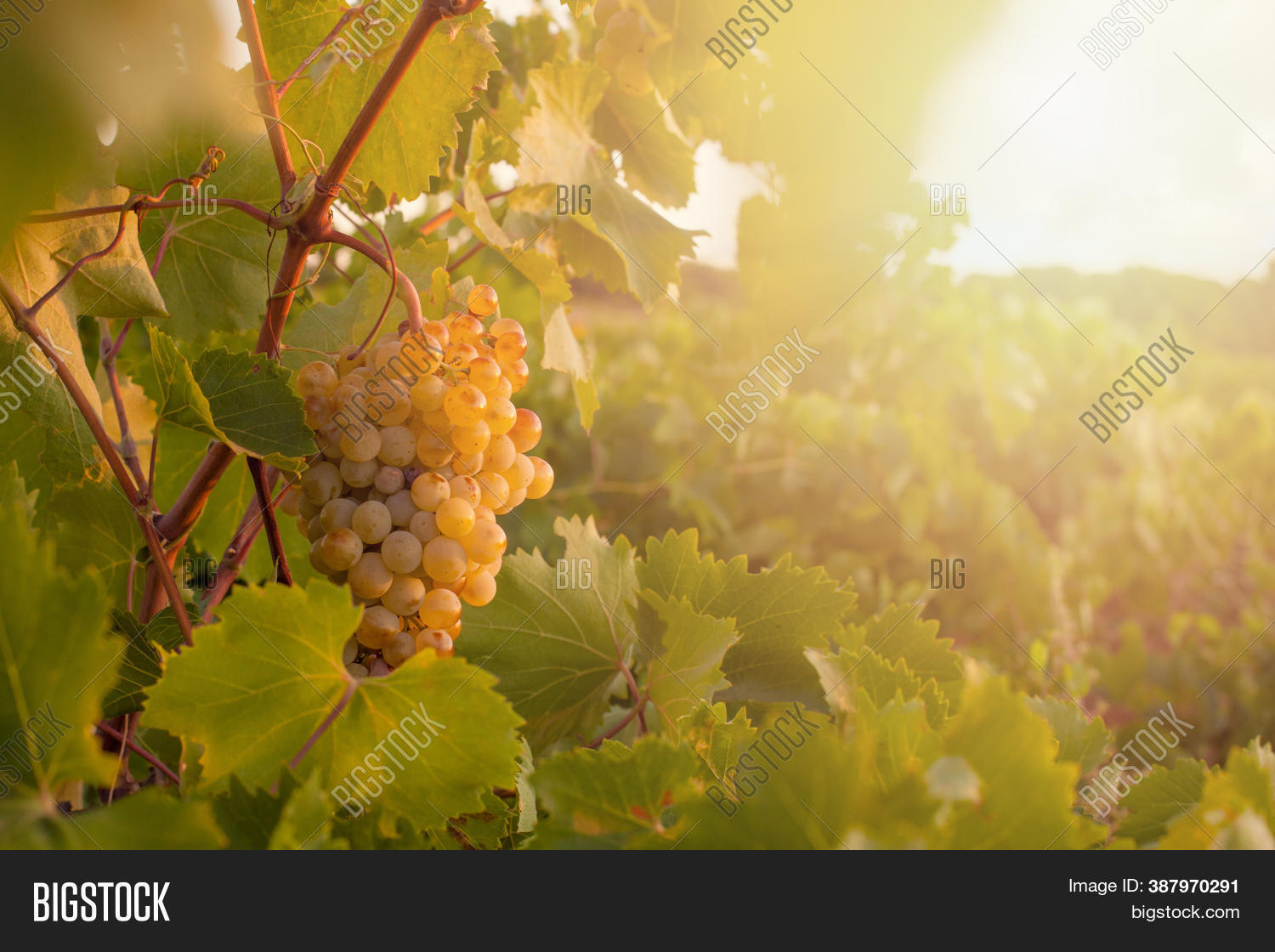 Green Grape, Grapevine Image & Photo (Free Trial) | Bigstock