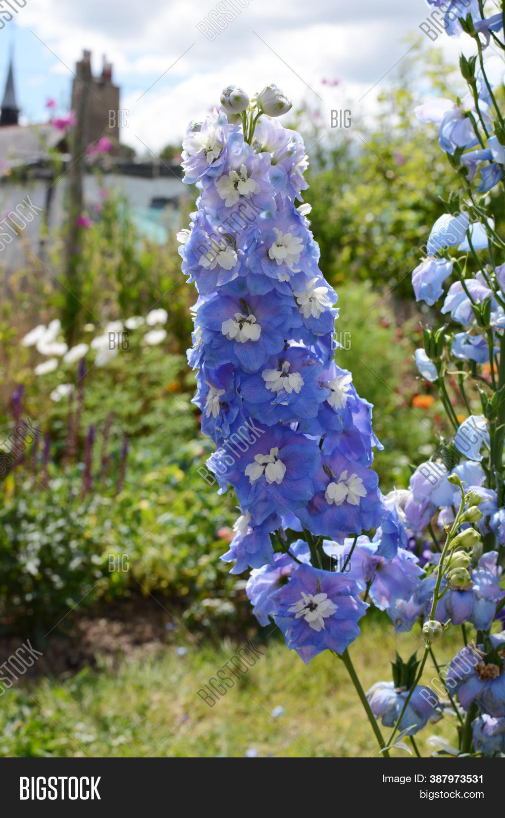 Light Blue Delphinium Image & Photo (Free Trial) | Bigstock