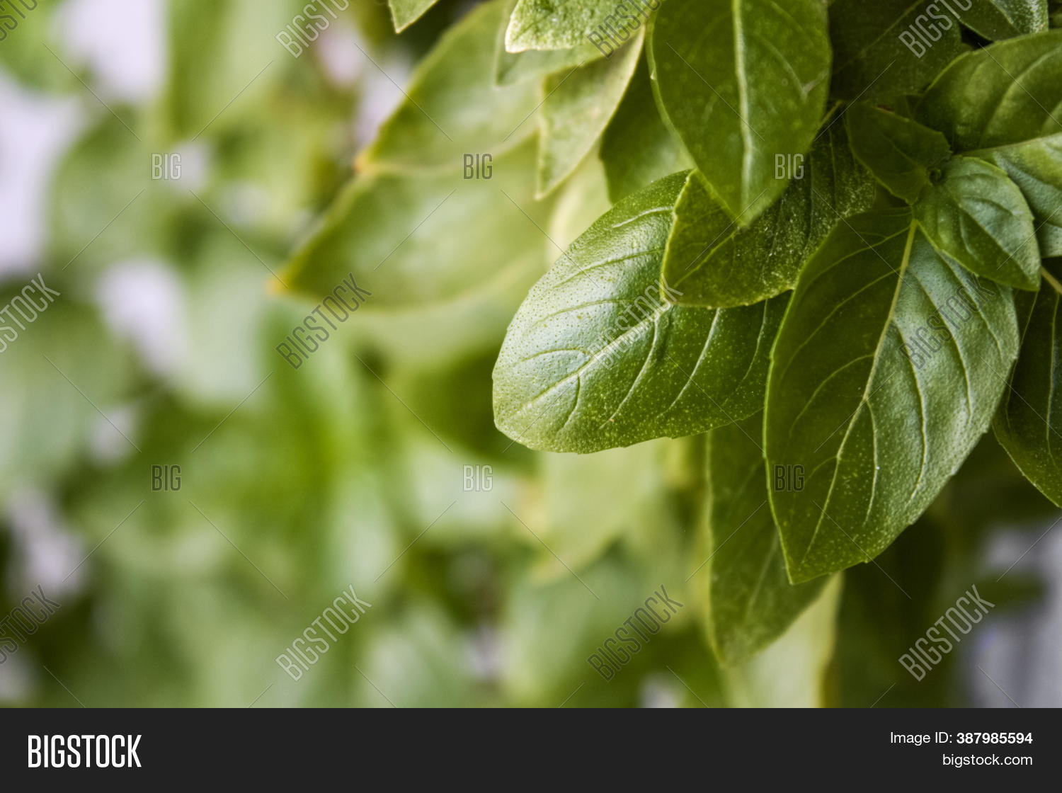 Fresh Basil Leaves. Image & Photo (Free Trial) | Bigstock