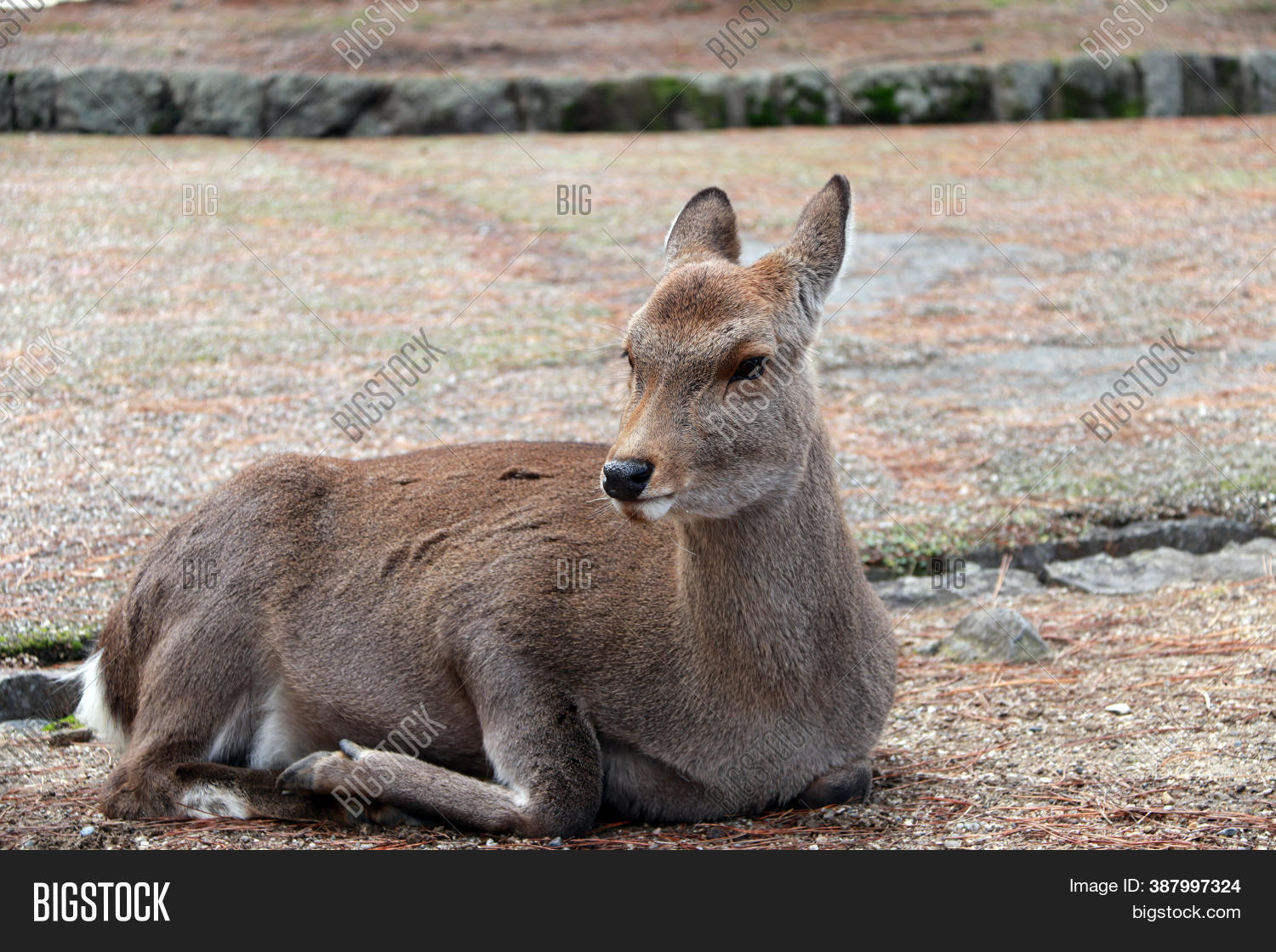 Deer Laying Down On Image & Photo (Free Trial) | Bigstock