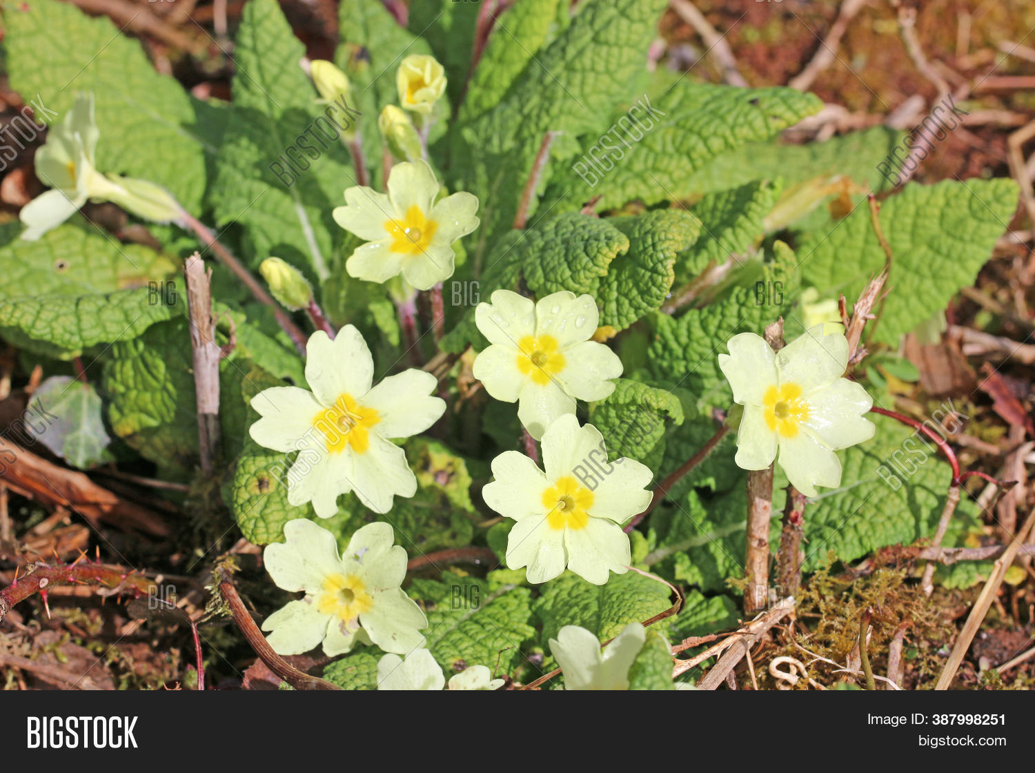 Primroses Flowering Image & Photo (Free Trial) | Bigstock