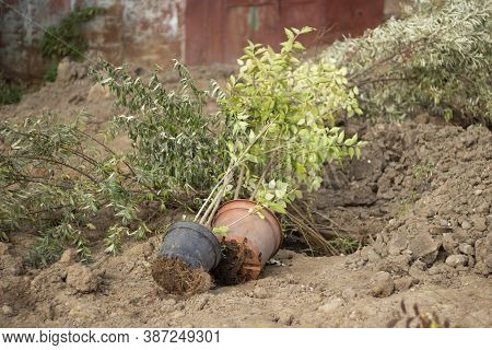 Planting Tree Ground. Image & Photo (Free Trial) | Bigstock