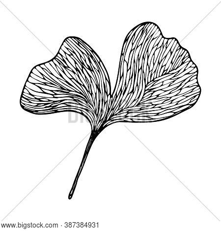 Vector Contour Leaf. Vector & Photo (Free Trial) | Bigstock