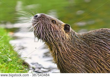 Side View Rodent Image & Photo (Free Trial) | Bigstock
