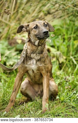 Brown Dog, Ears On Image & Photo (Free Trial) | Bigstock