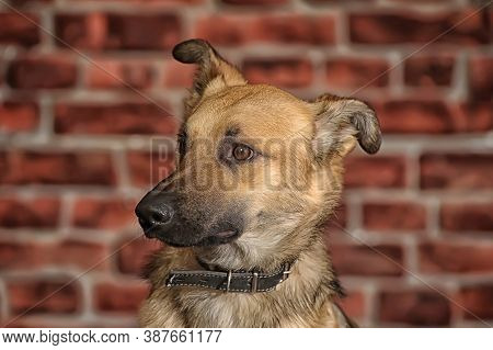 Scared Dog Images, Illustrations & Vectors (Free) - Bigstock