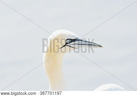 One Wild Bird Head Image & Photo (Free Trial) | Bigstock