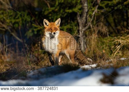 Fluffy Red Fox Image & Photo (Free Trial) | Bigstock
