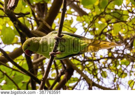 Wild British Green Image & Photo (Free Trial) | Bigstock