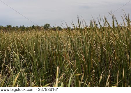 Large Overgrown Areas Image & Photo (Free Trial) | Bigstock