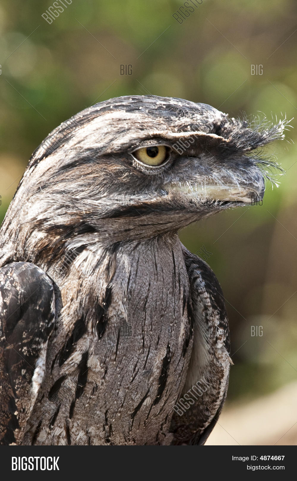 Tawny Froghead Image & Photo (Free Trial) | Bigstock