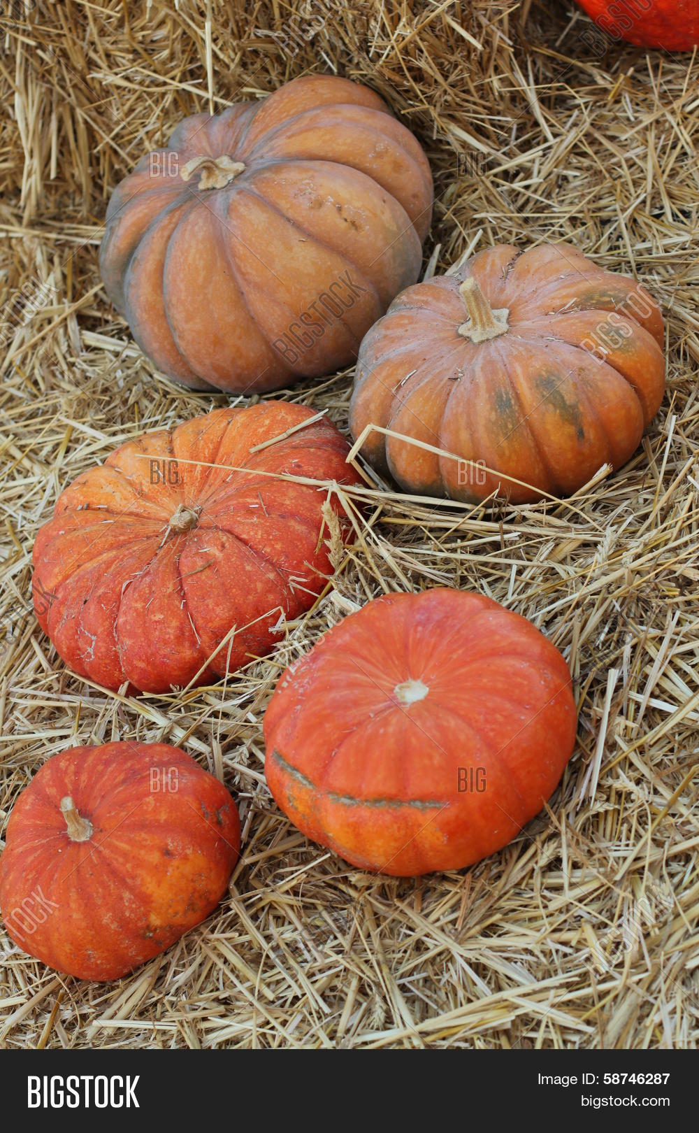 Five Pumpkins On Some Image & Photo (Free Trial) | Bigstock