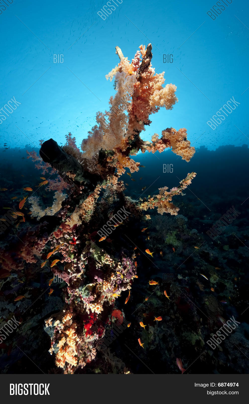 Ocean, Coral Fish Image & Photo (Free Trial) | Bigstock