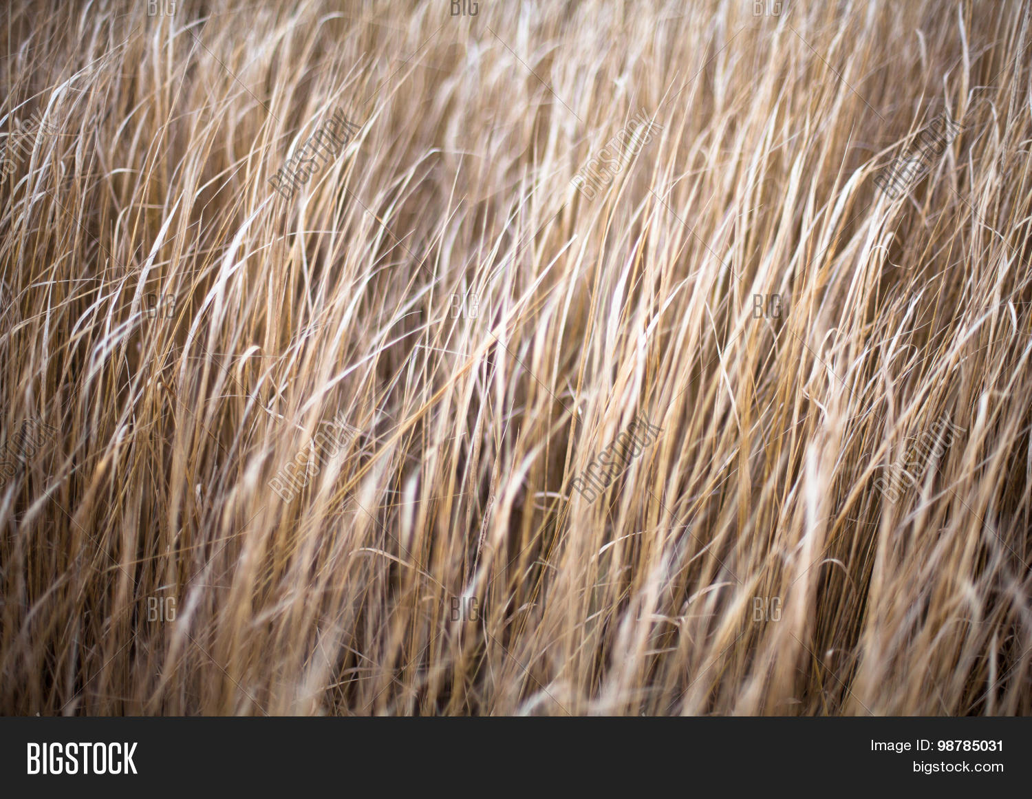 Unmown Dry Grass Field Image & Photo (Free Trial) | Bigstock