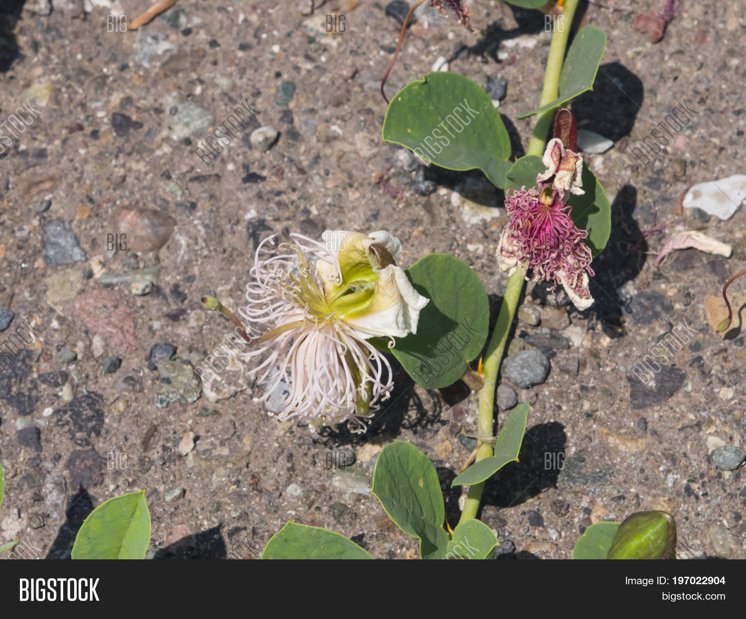 Wild Caper Bush Image & Photo (Free Trial) | Bigstock