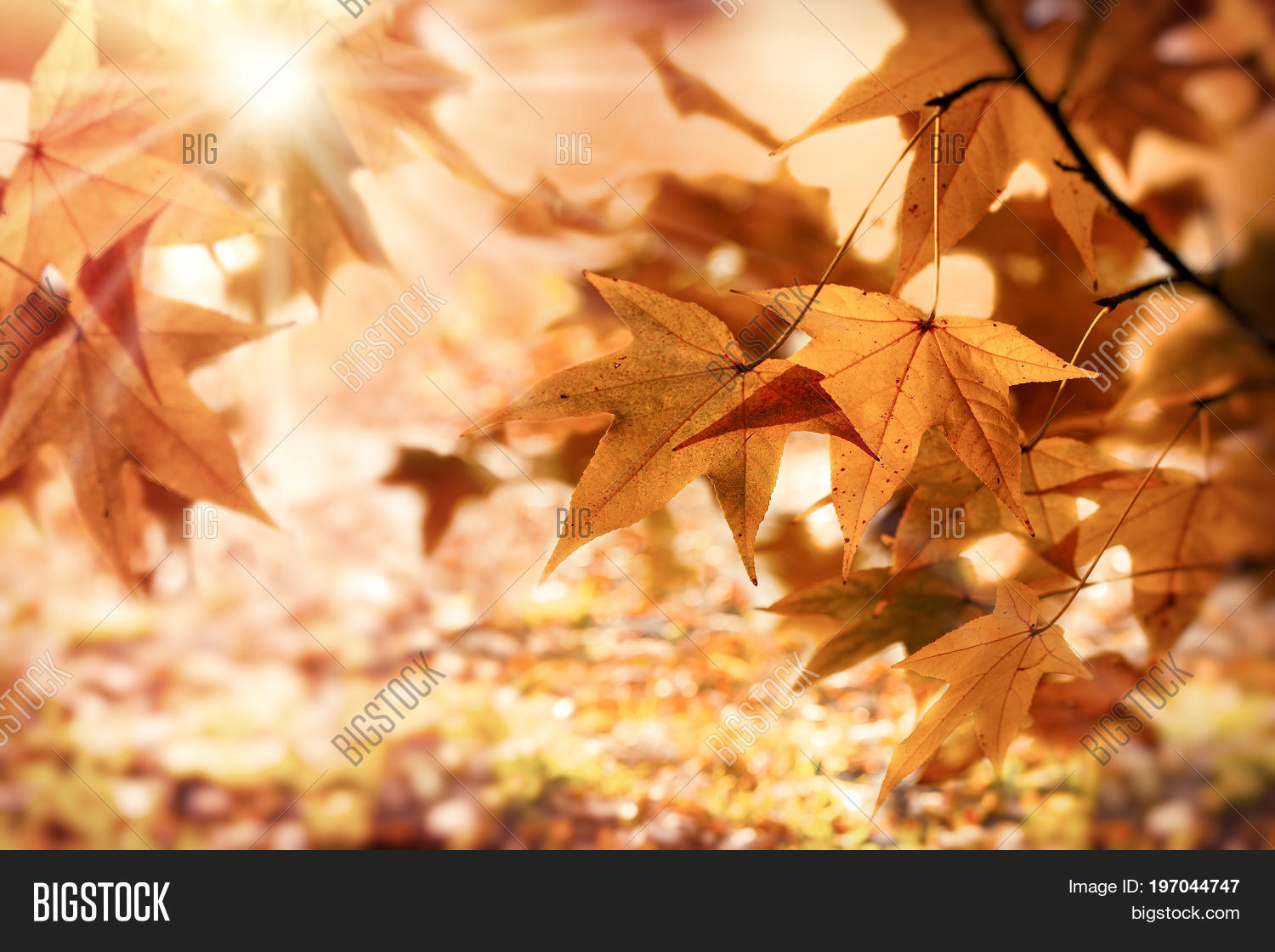 Imagen y foto Autumn Foliage - (prueba gratis) | Bigstock