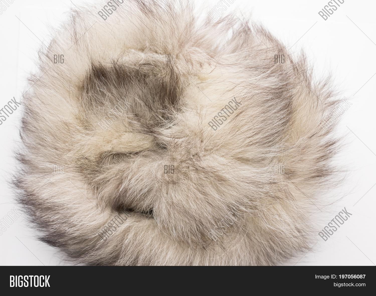 Imagen y foto Fur Arctic, Polar (prueba gratis) | Bigstock