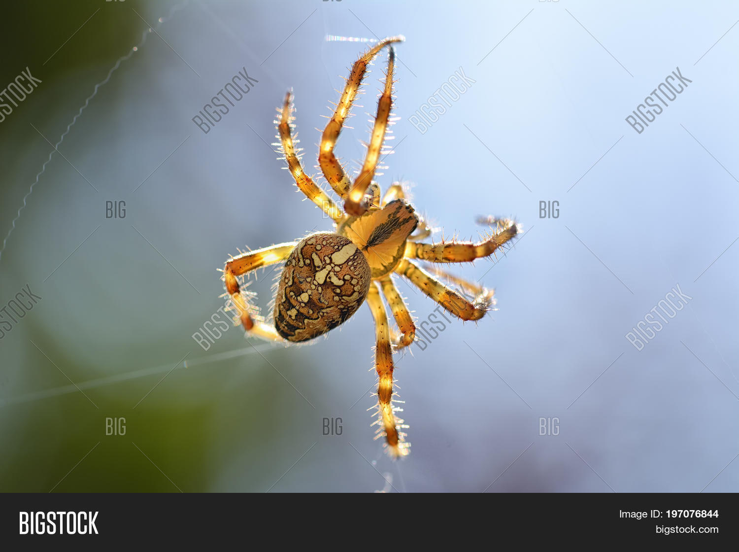 Macro Big Cross Spider Image & Photo (Free Trial) | Bigstock