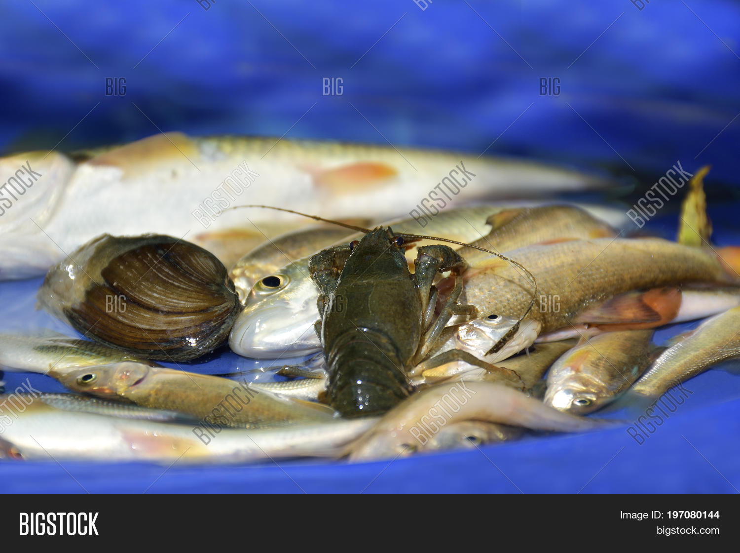 Sea Food. Mixt Fresh Image & Photo (Free Trial) | Bigstock
