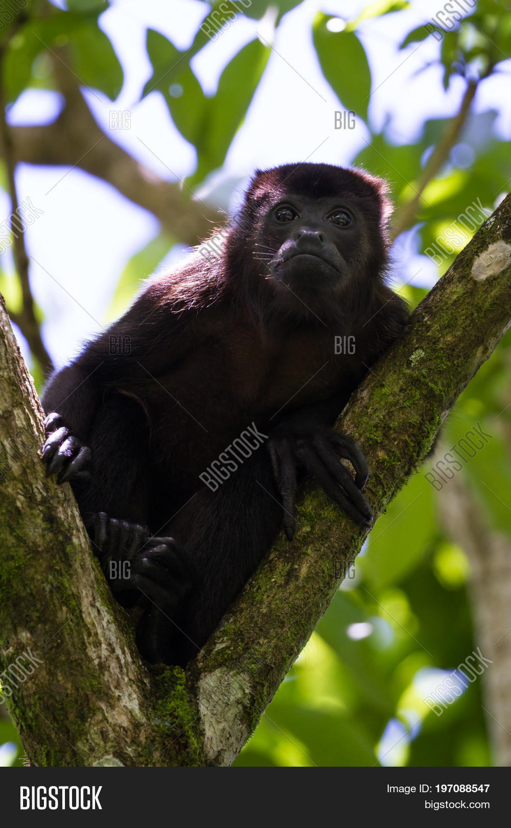 Howler Monkey Trees Image & Photo (Free Trial) | Bigstock
