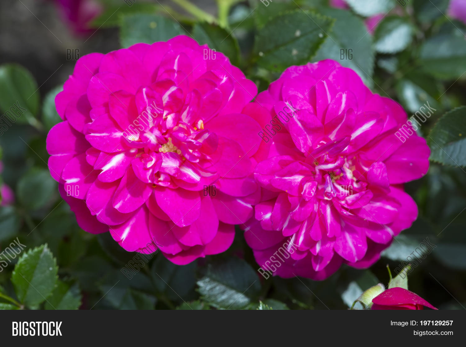 Pink Rose Cubana Image & Photo (Free Trial) | Bigstock