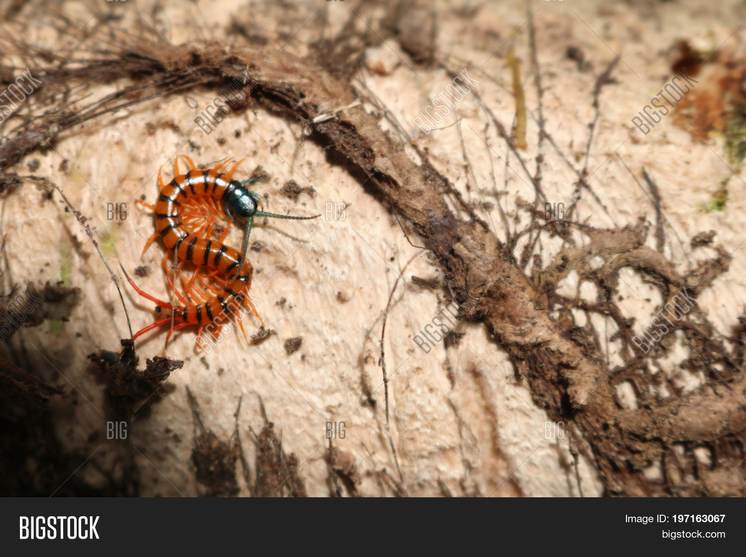 Centipede Beautiful Image & Photo (Free Trial) | Bigstock