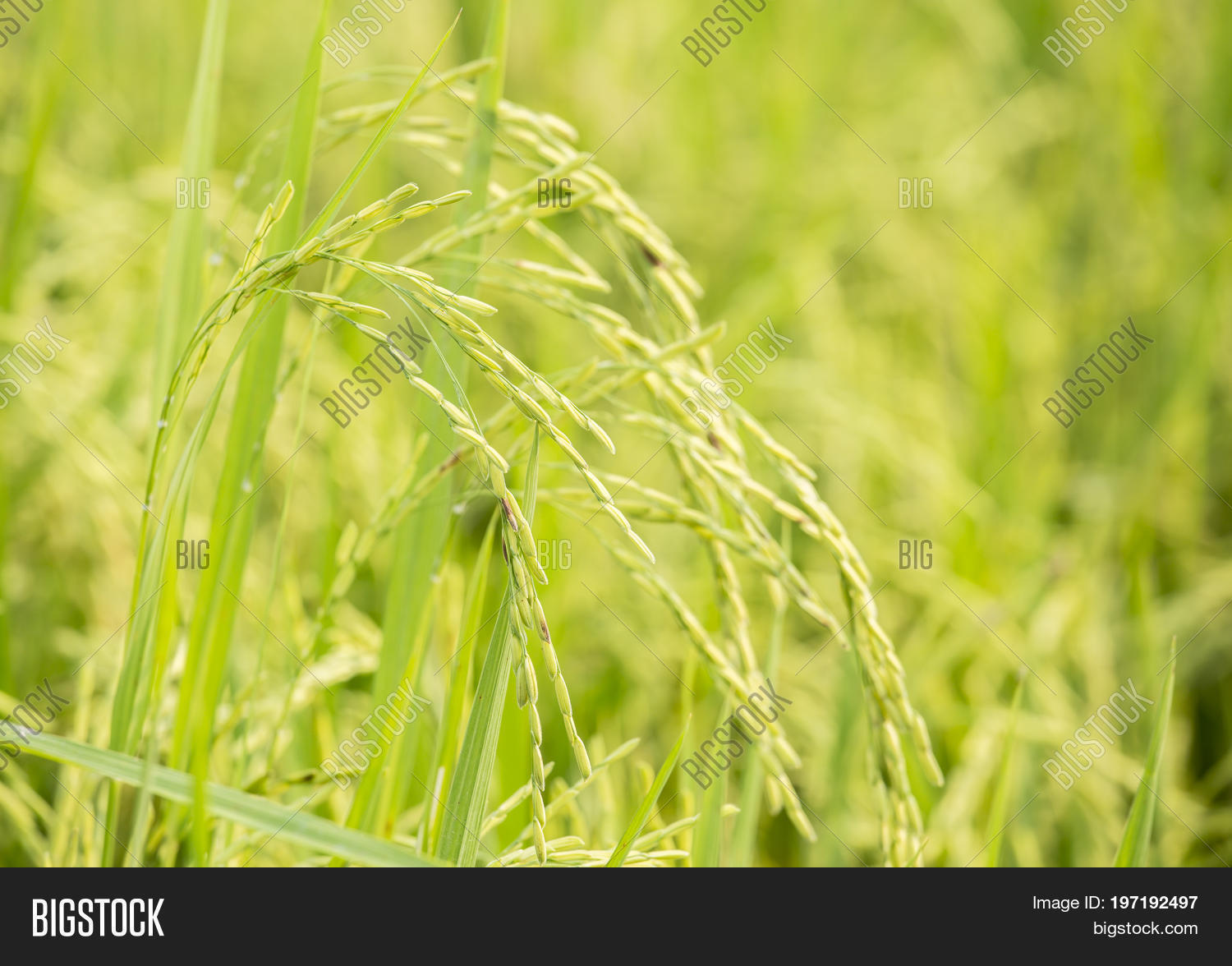 Close Thai Rice Field Image & Photo (Free Trial) | Bigstock