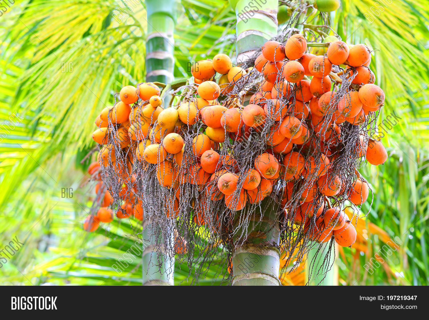 Areca Catechu Popular Image & Photo (Free Trial) | Bigstock