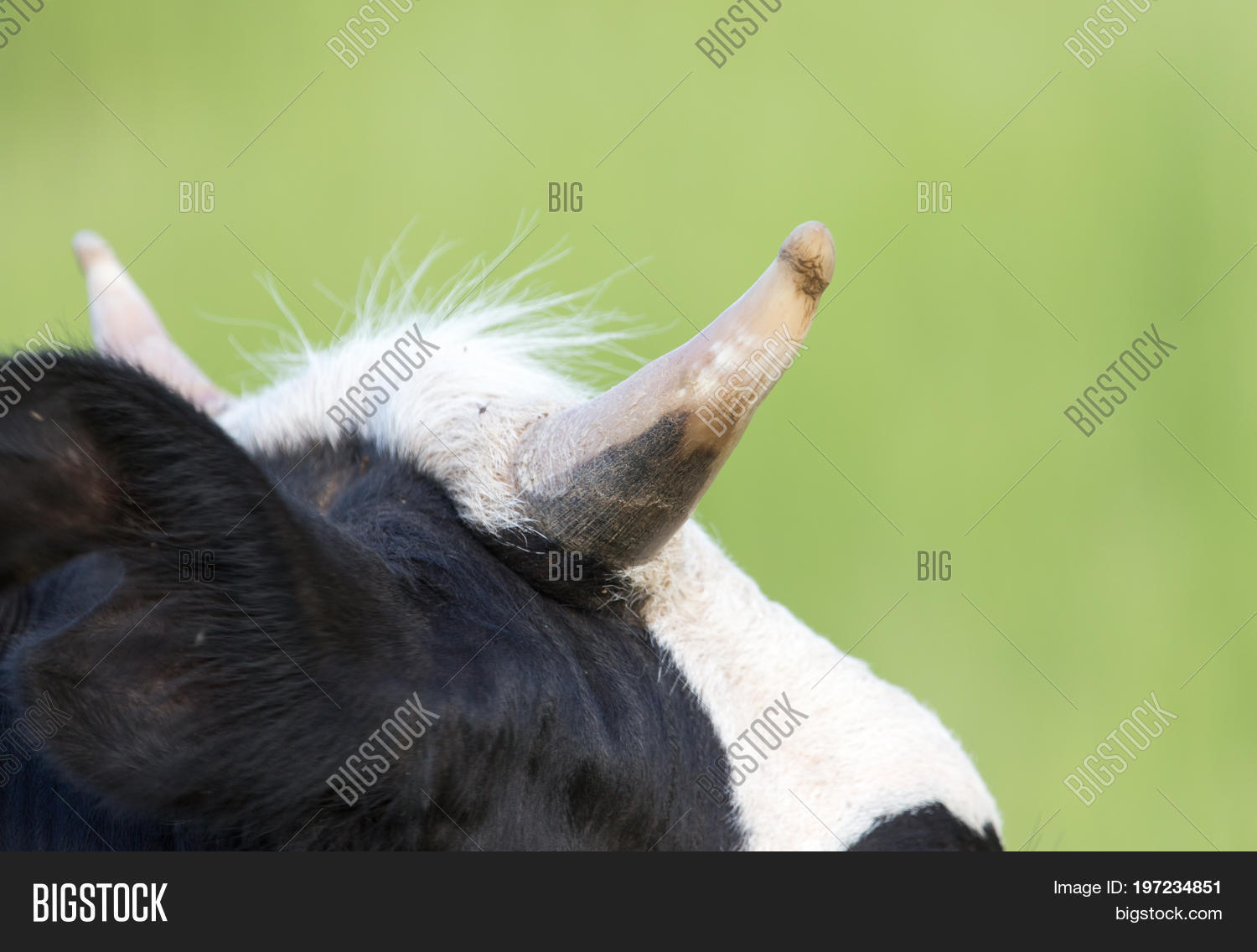Horns Cow . Photo Image & Photo (Free Trial) | Bigstock