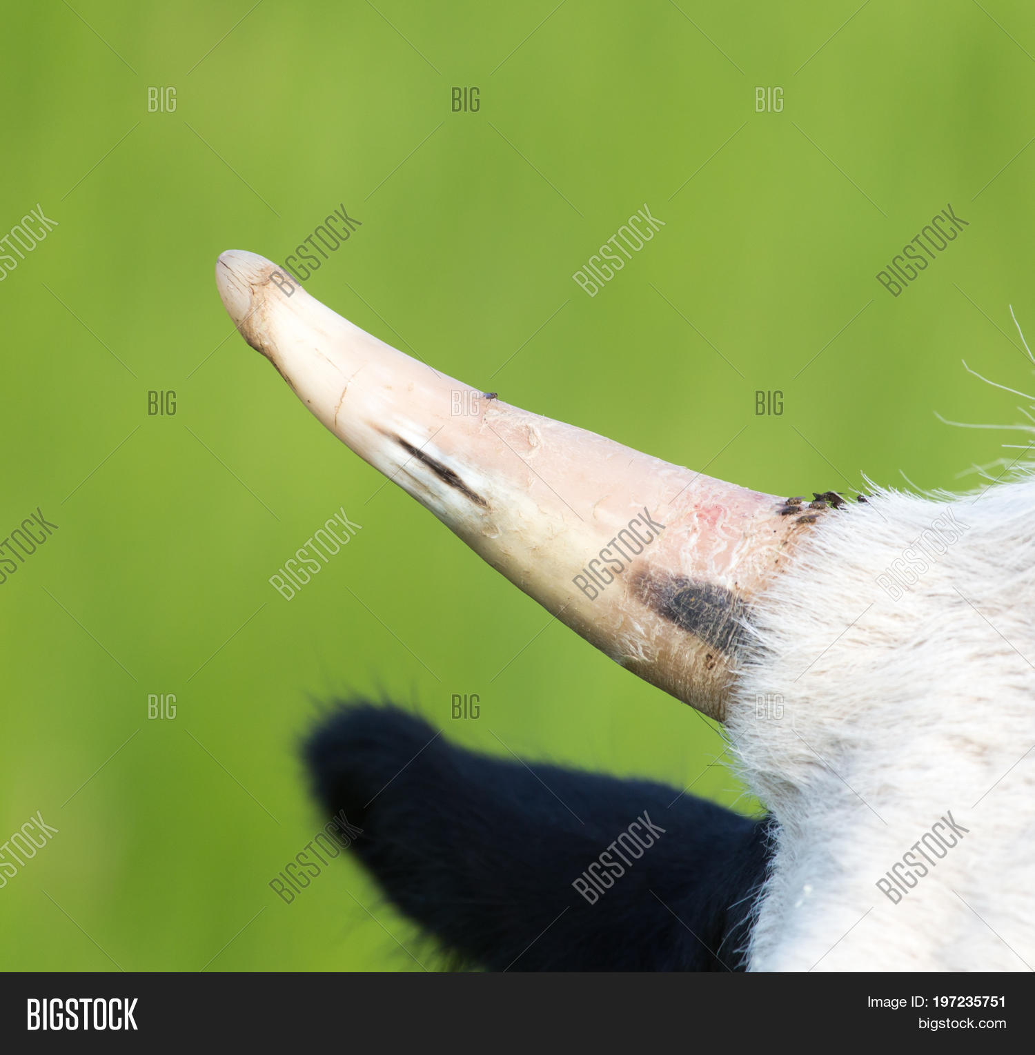 Horns Cow . Photo Image & Photo (Free Trial) | Bigstock