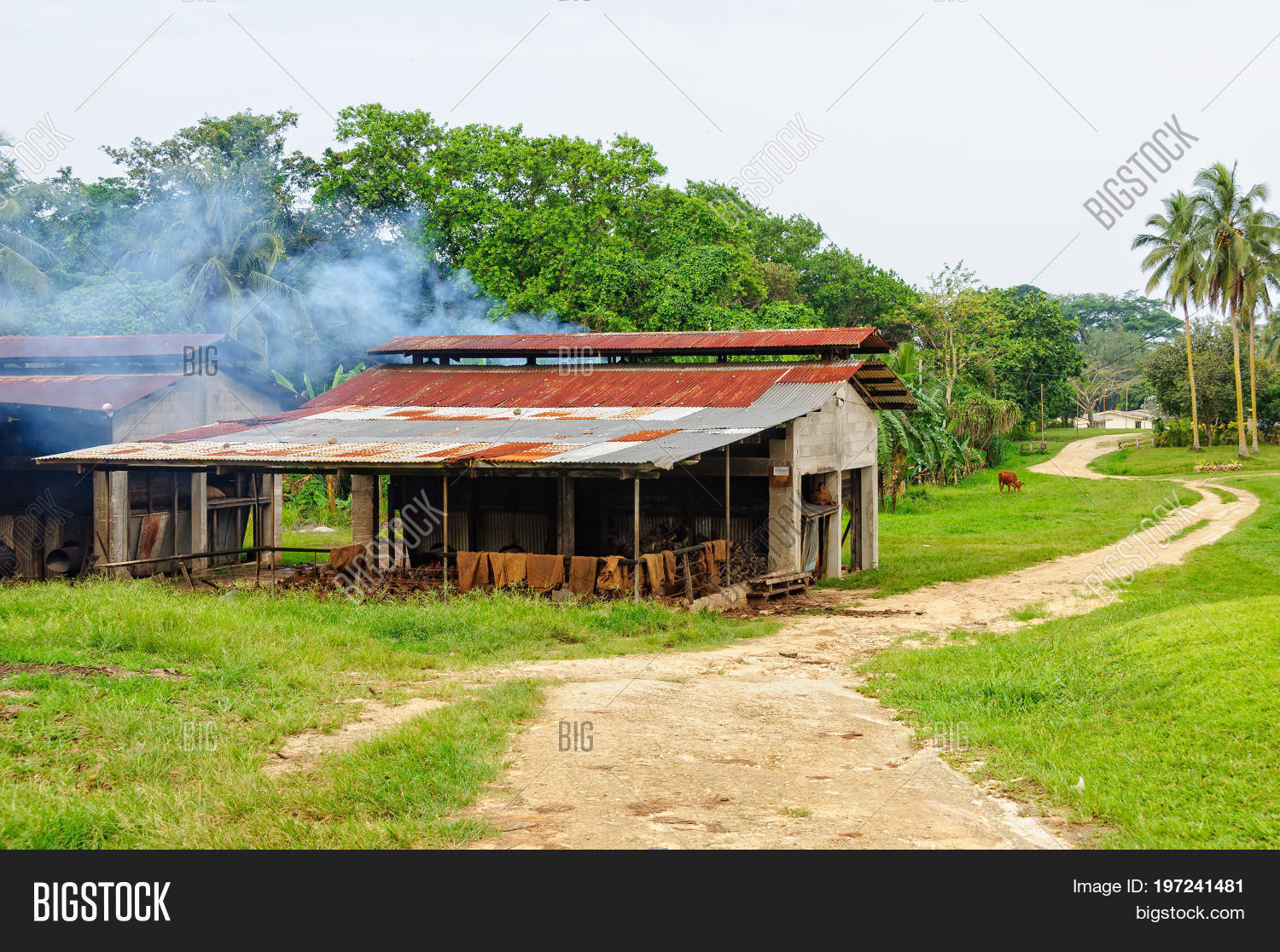 Small Copra Processing Image & Photo (Free Trial) | Bigstock