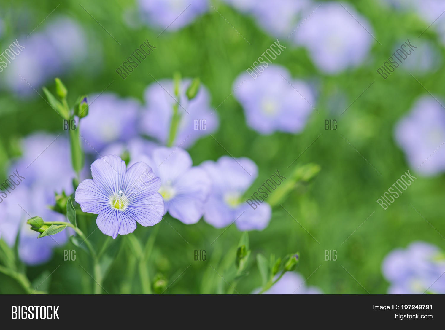 Linum Lewisii Flower. Image & Photo (Free Trial) | Bigstock