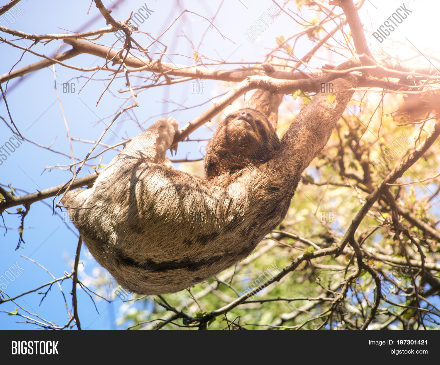 Three-toed Sloth, Image & Photo (Free Trial) | Bigstock
