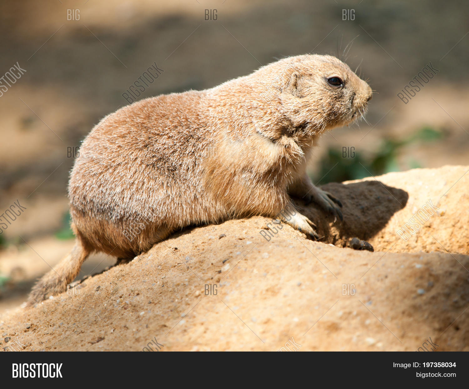 Prairie Dog Rodent On Image & Photo (Free Trial) | Bigstock