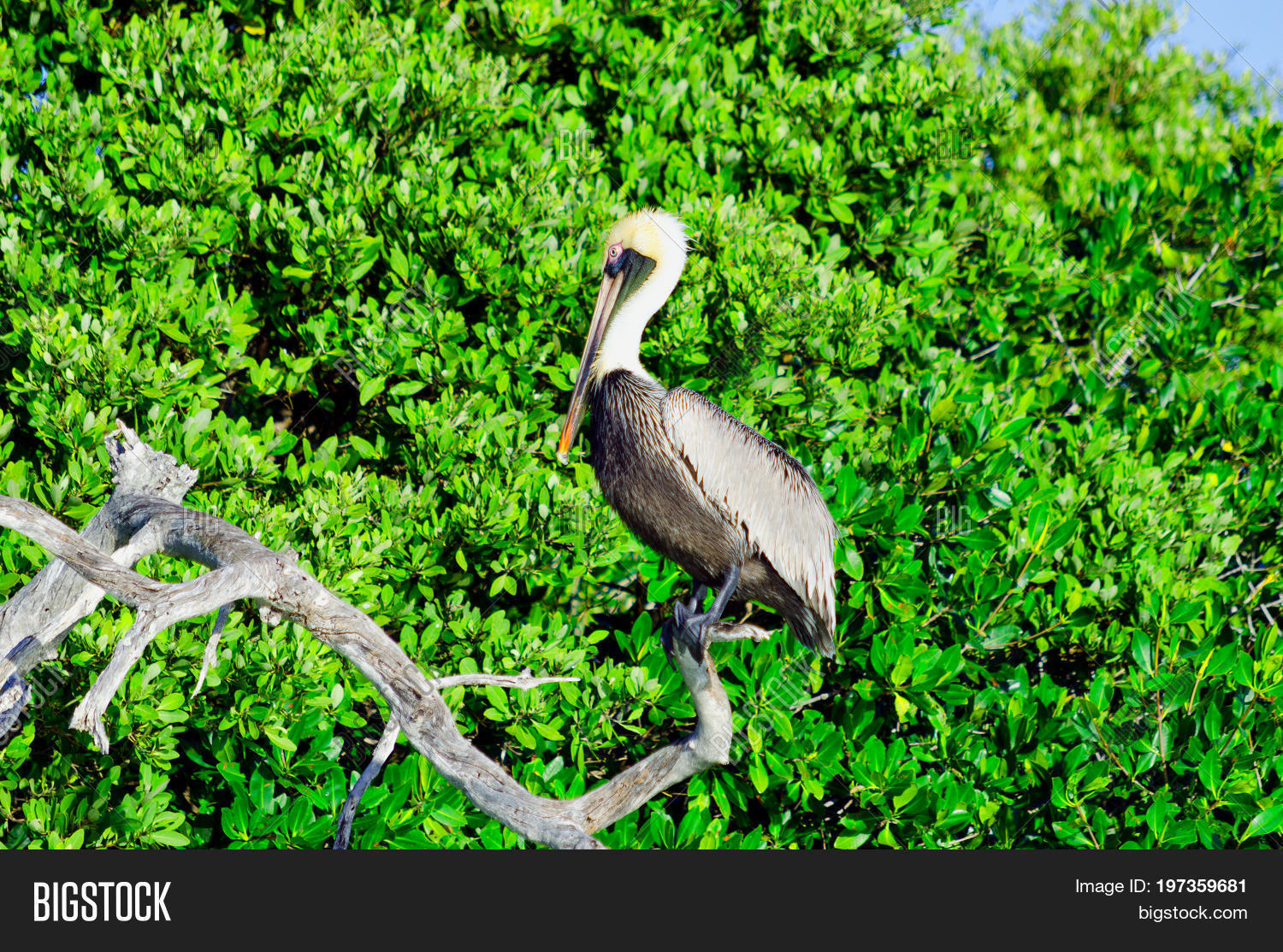 Pelican Tree Rio Image & Photo (Free Trial) | Bigstock