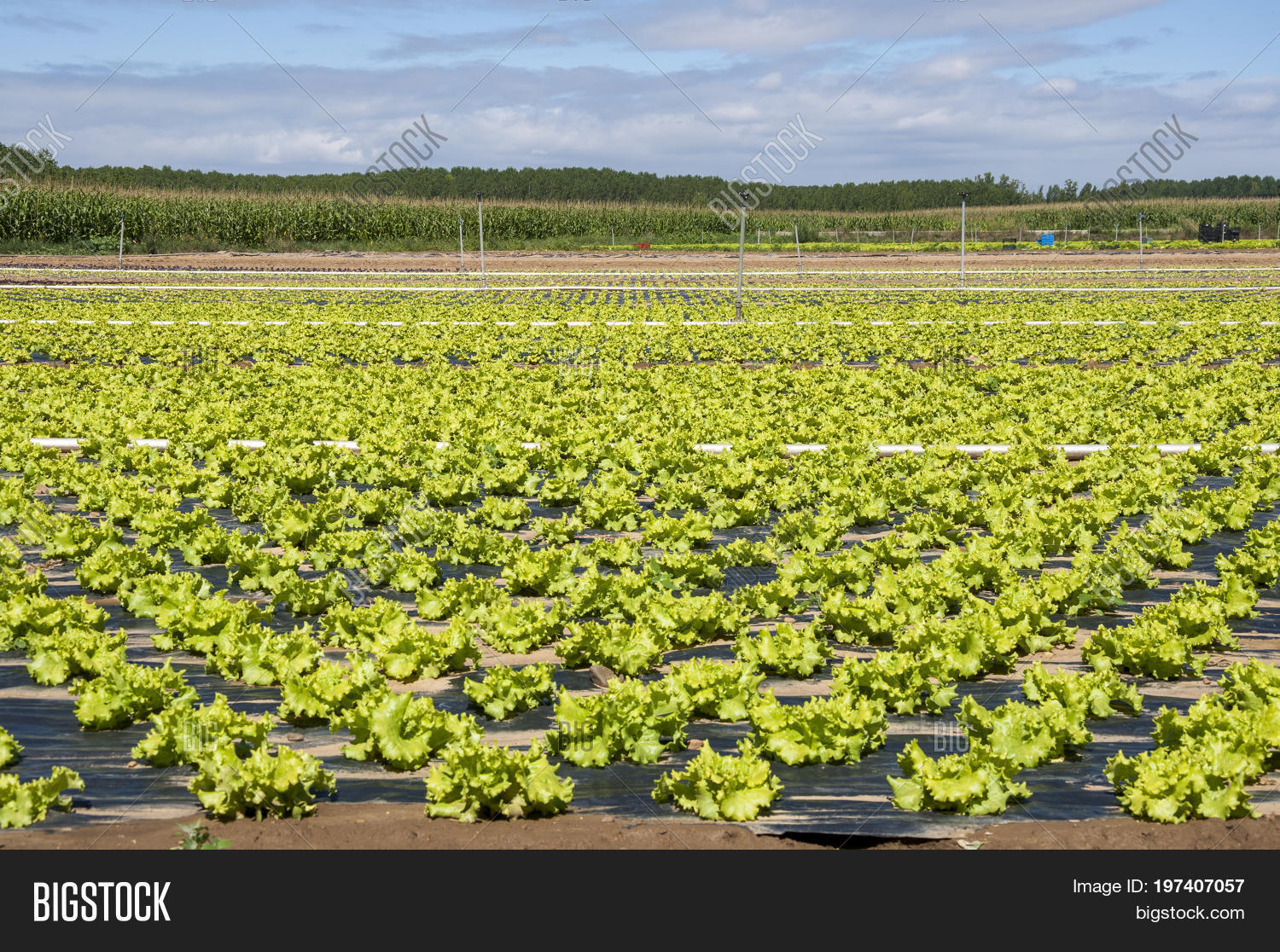 Lettuce Field Plain Image & Photo (Free Trial) | Bigstock