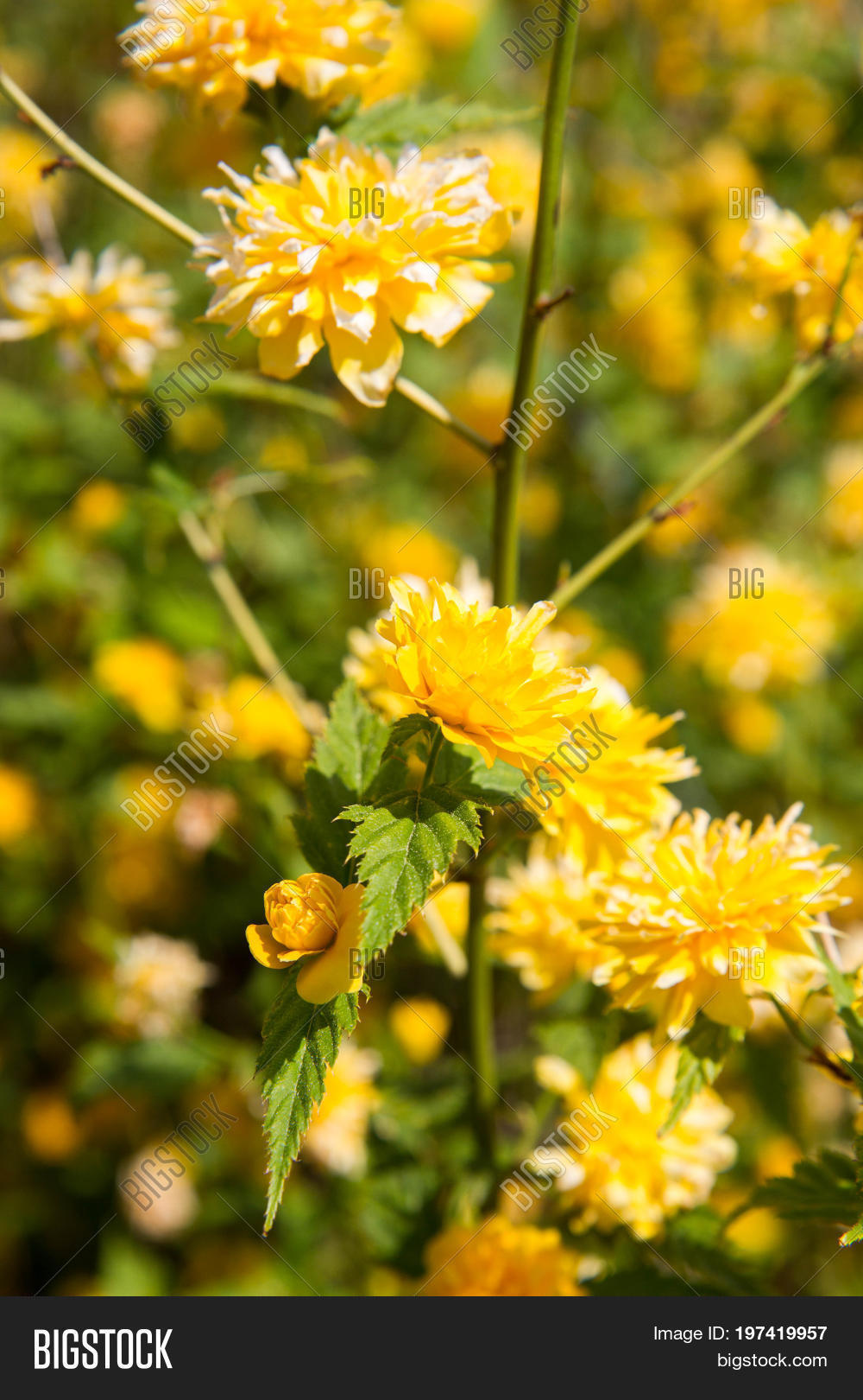 Kerria Japonica Yellow Image & Photo (Free Trial) | Bigstock
